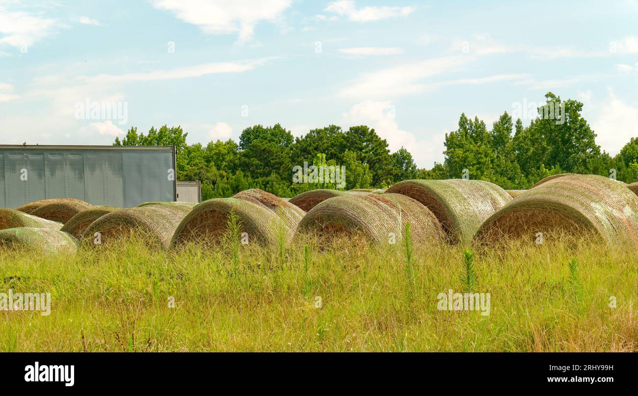 Rolls of Baled Hay in Field Stock Photo - Alamy