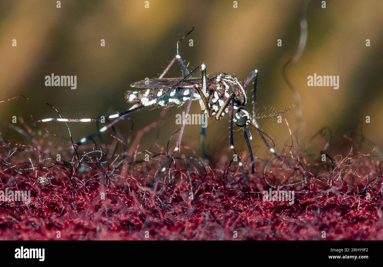 Dengue france hi-res stock photography and images - Alamy
