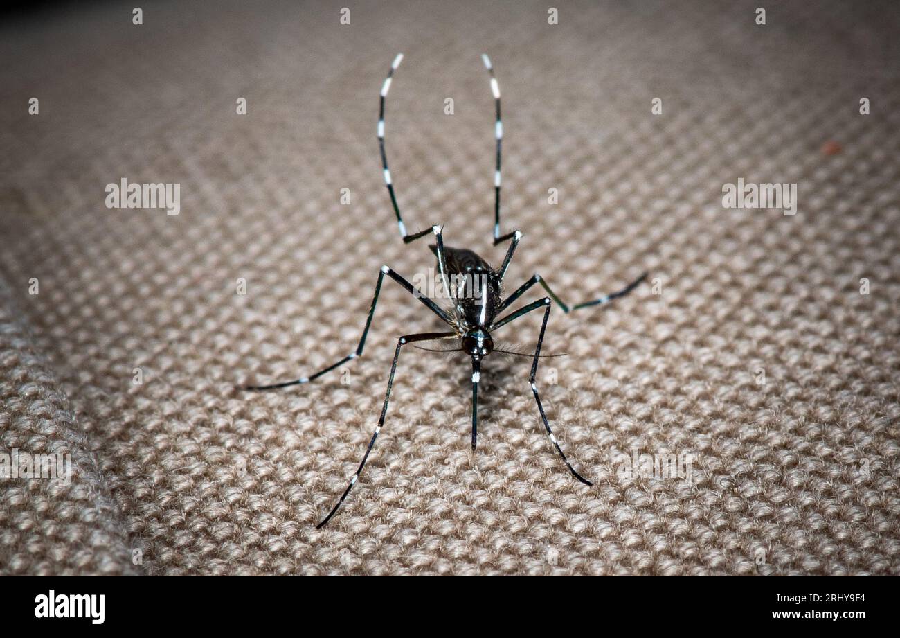 Paris, France. 19th Aug, 2023. A Tiger Mosquito ( Aedes Albopictus) ( Moustique Tigre ) seen ...