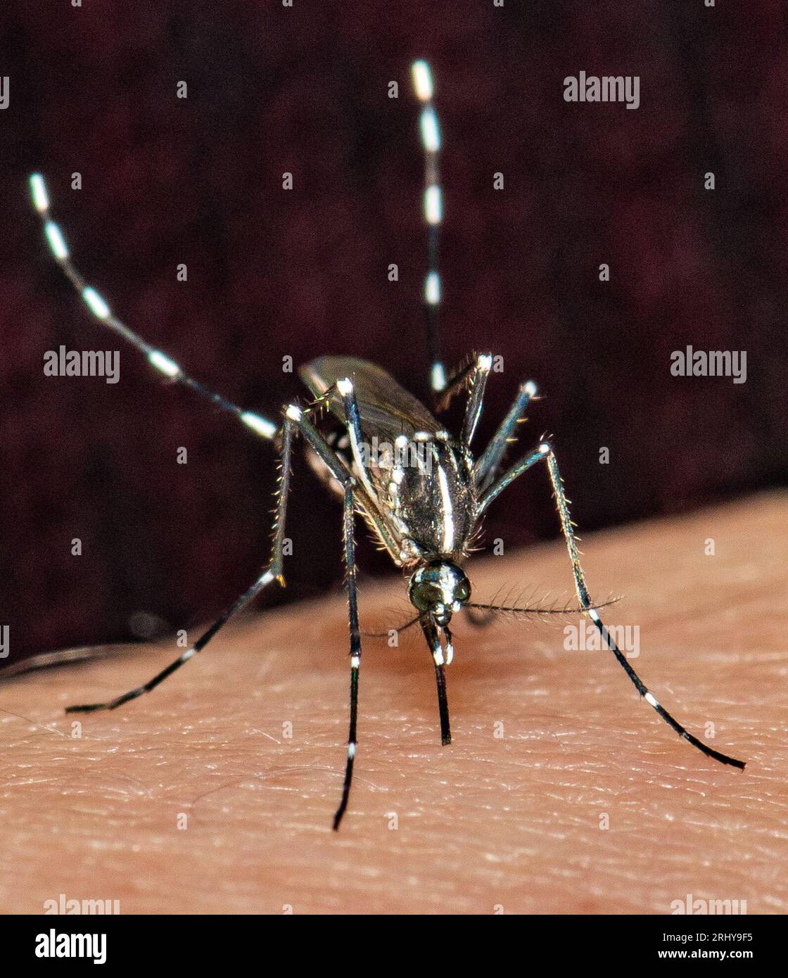 Paris, France. 19th Aug, 2023. A Tiger Mosquito ( Aedes Albopictus ...