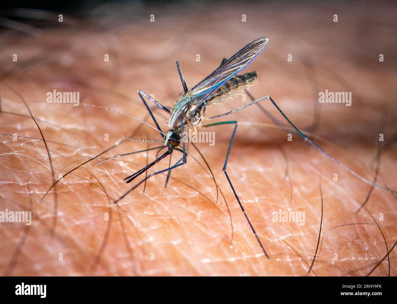 Paris, France. 01st Aug, 2023. A common Mosquito ( Culex pipiens) seen ...
