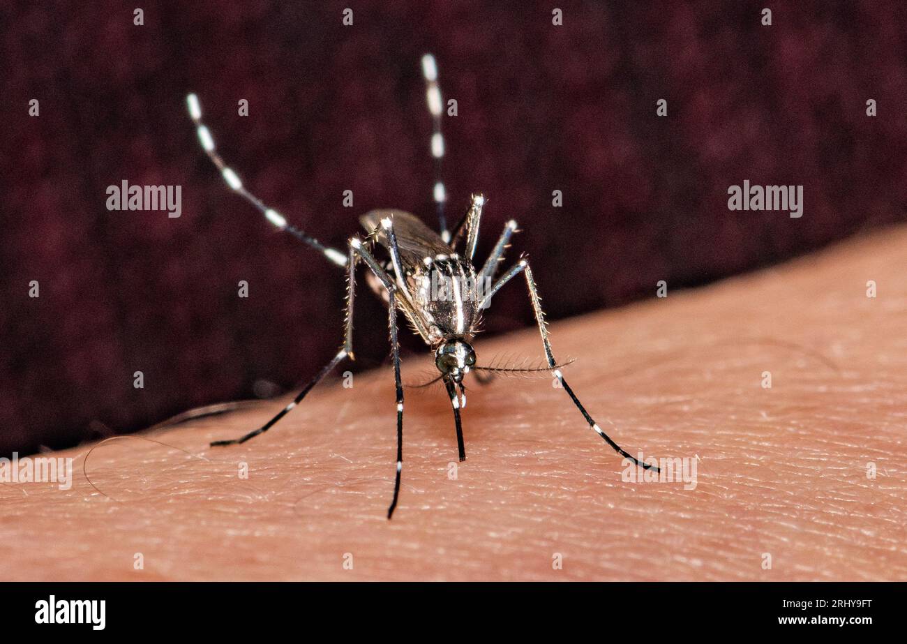 Paris, France. 19th Aug, 2023. A Tiger Mosquito ( Aedes Albopictus ...