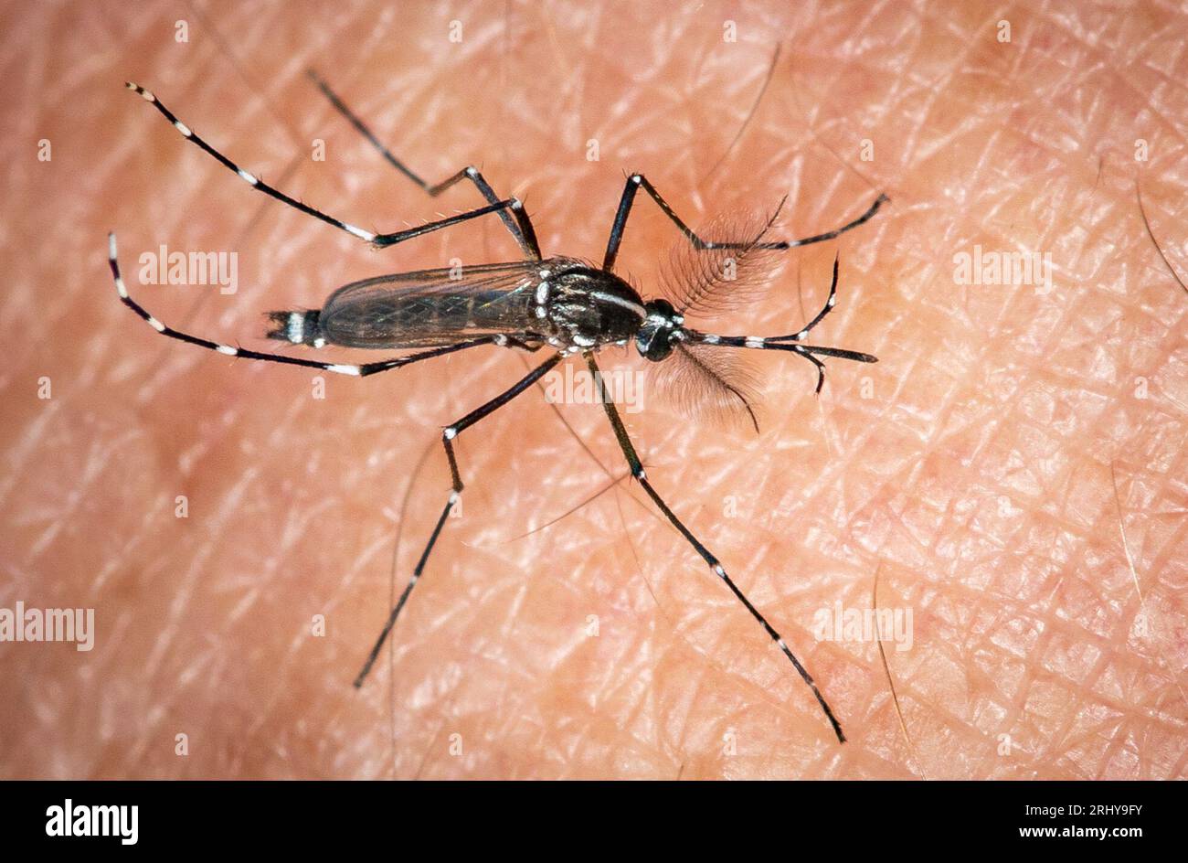 Paris, France. 19th Aug, 2023. A Tiger Mosquito ( Aedes Albopictus ...