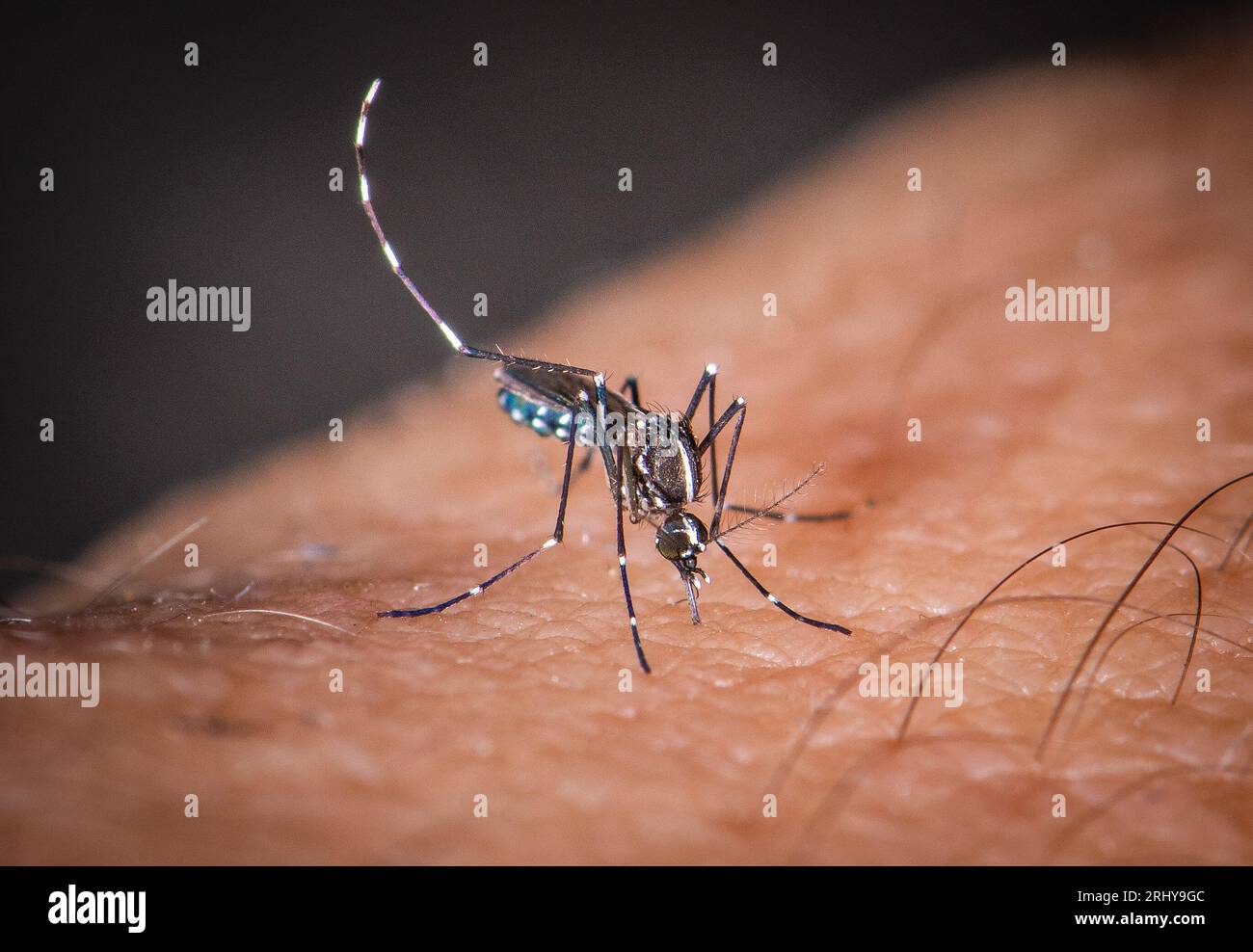 Paris, France. 18th Aug, 2023. A Tiger Mosquito ( Aedes Albopictus) ( Moustique Tigre ) seen ...