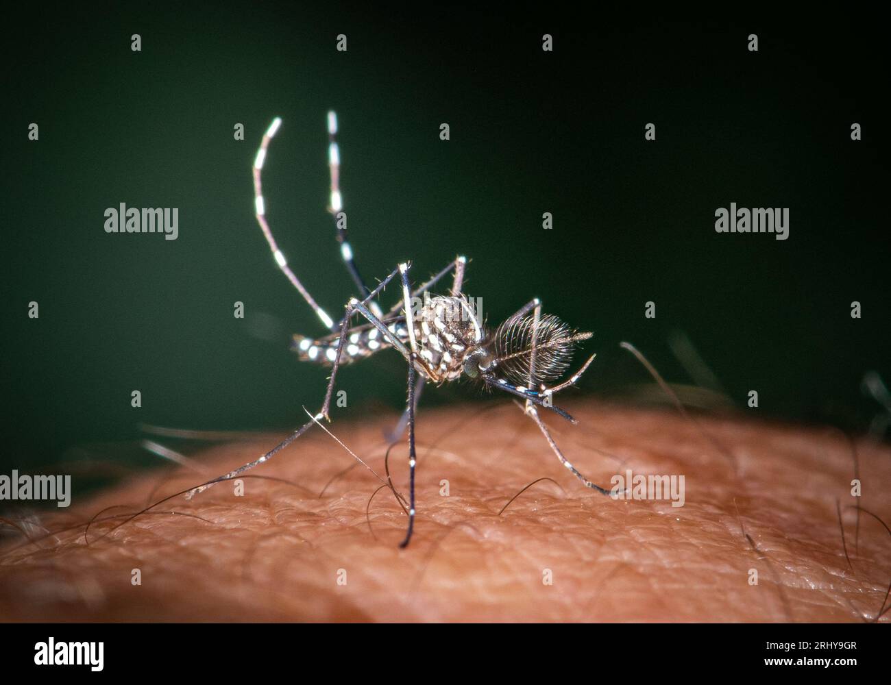 Paris, France. 19th Aug, 2023. A Tiger Mosquito ( Aedes Albopictus) ( Moustique Tigre ) seen ...
