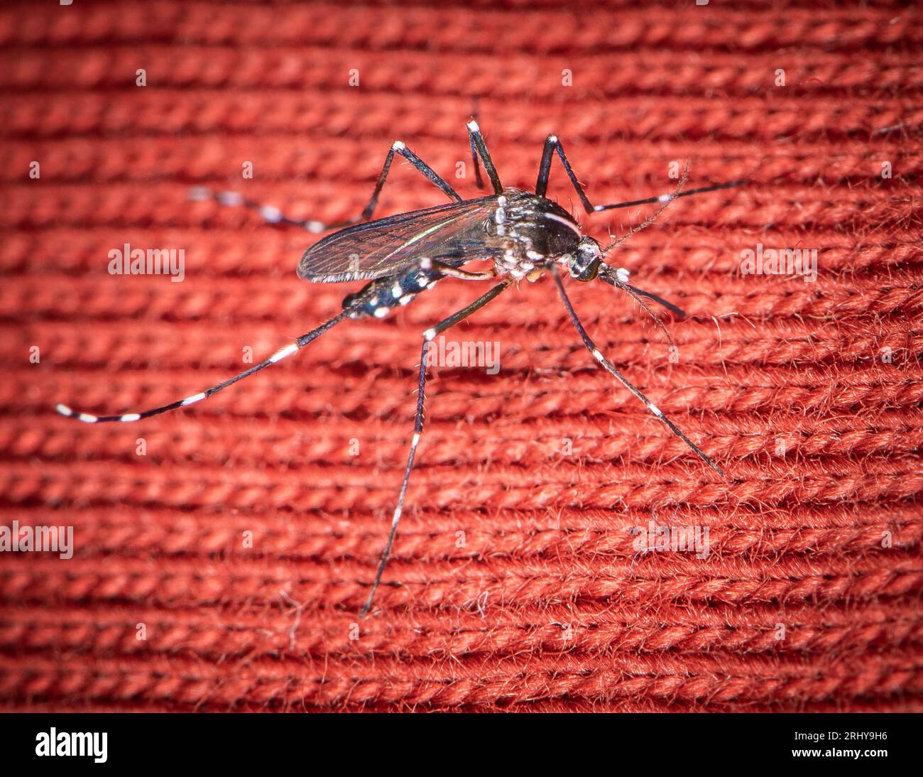Paris, France. 18th Aug, 2023. A Tiger Mosquito ( Aedes Albopictus) ( Moustique Tigre ) seen ...