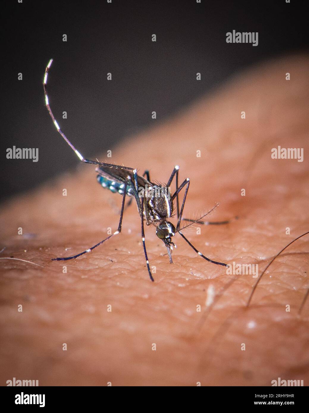 Paris, France. 18th Aug, 2023. A Tiger Mosquito ( Aedes Albopictus ...