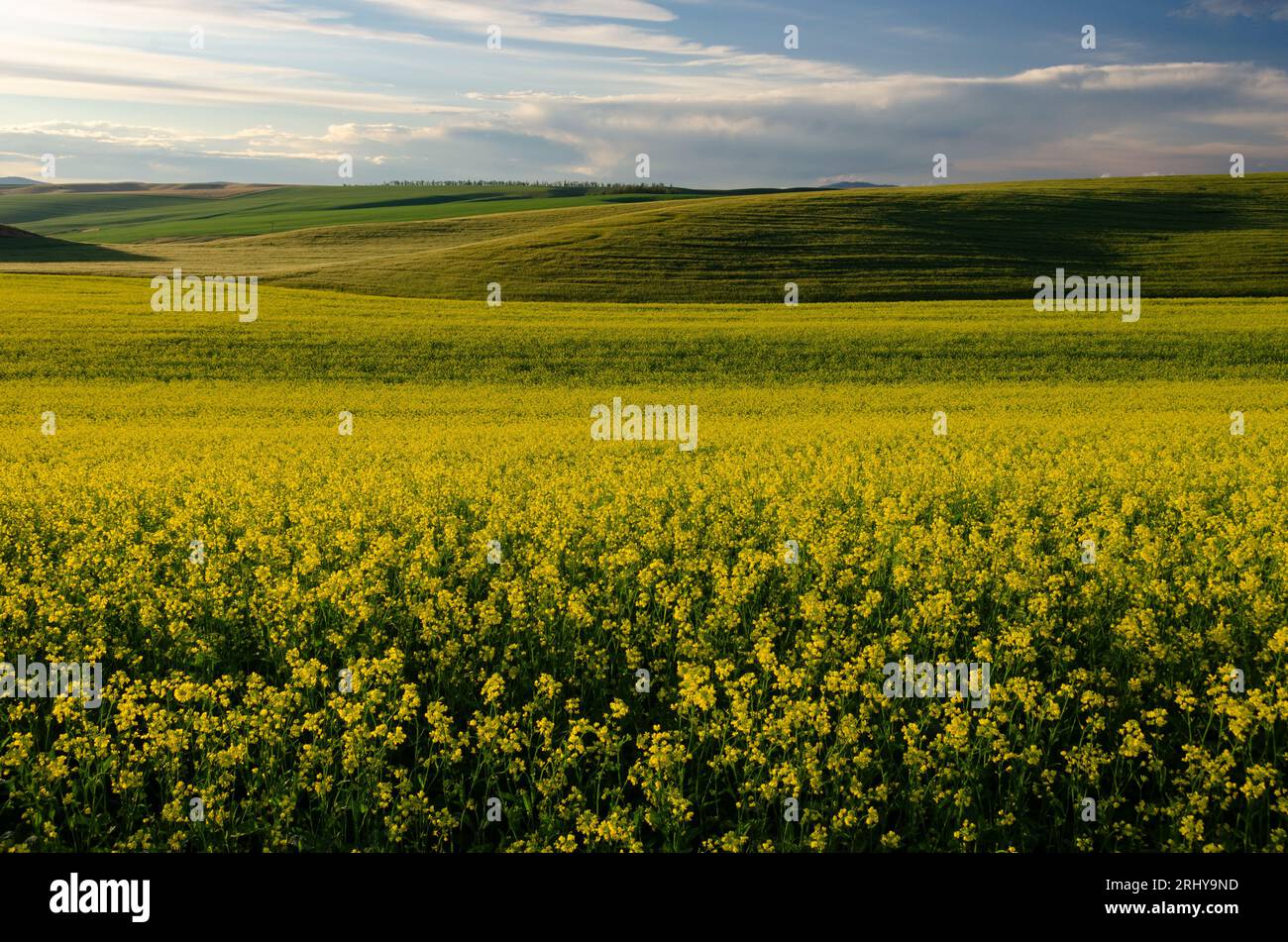 Pullman washington prairie hi-res stock photography and images - Alamy