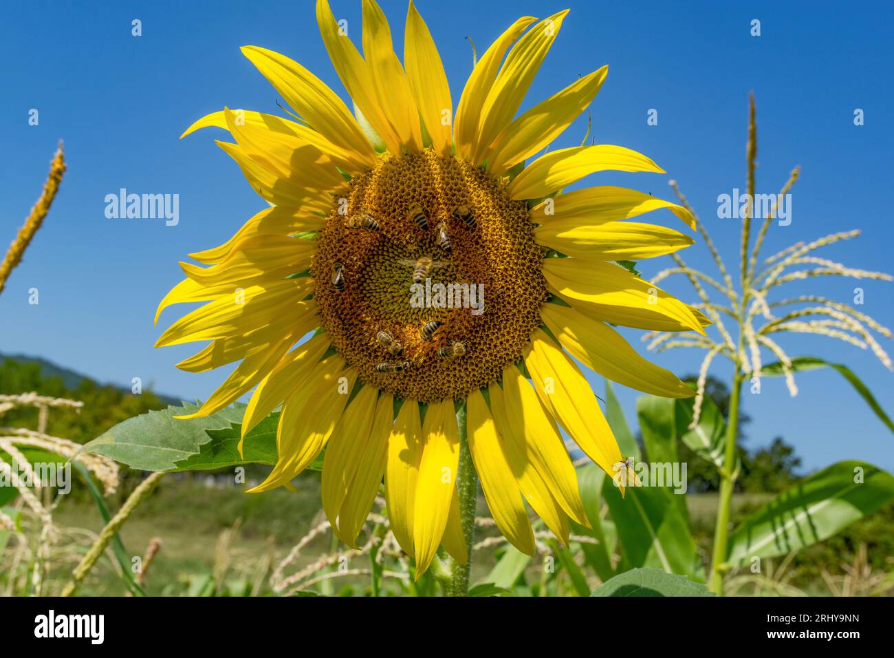 Sunlit sunflower's vibrant petals attracting a swarm of bees for pollen ...