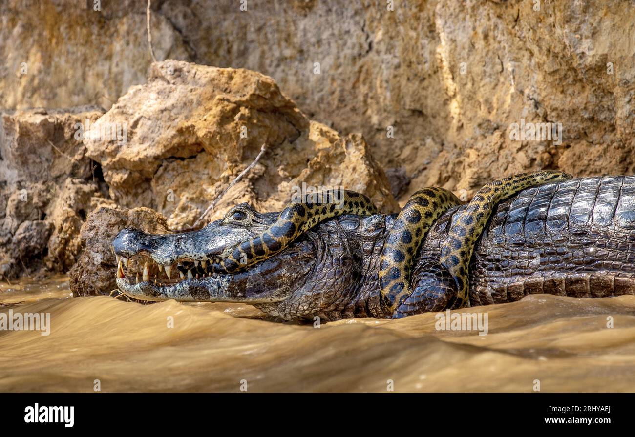 Cayman (Caiman crocodylus yacare) vs Anaconda (Eunectes murinus ...