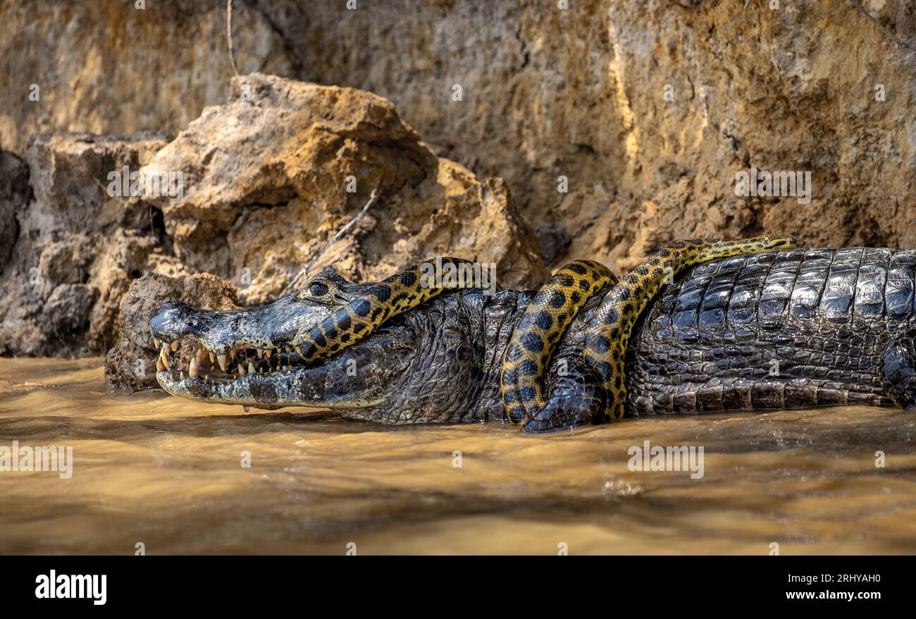 Cayman (Caiman crocodylus yacare) vs Anaconda (Eunectes murinus ...