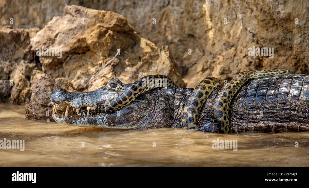 Cayman (Caiman crocodylus yacare) vs Anaconda (Eunectes murinus ...