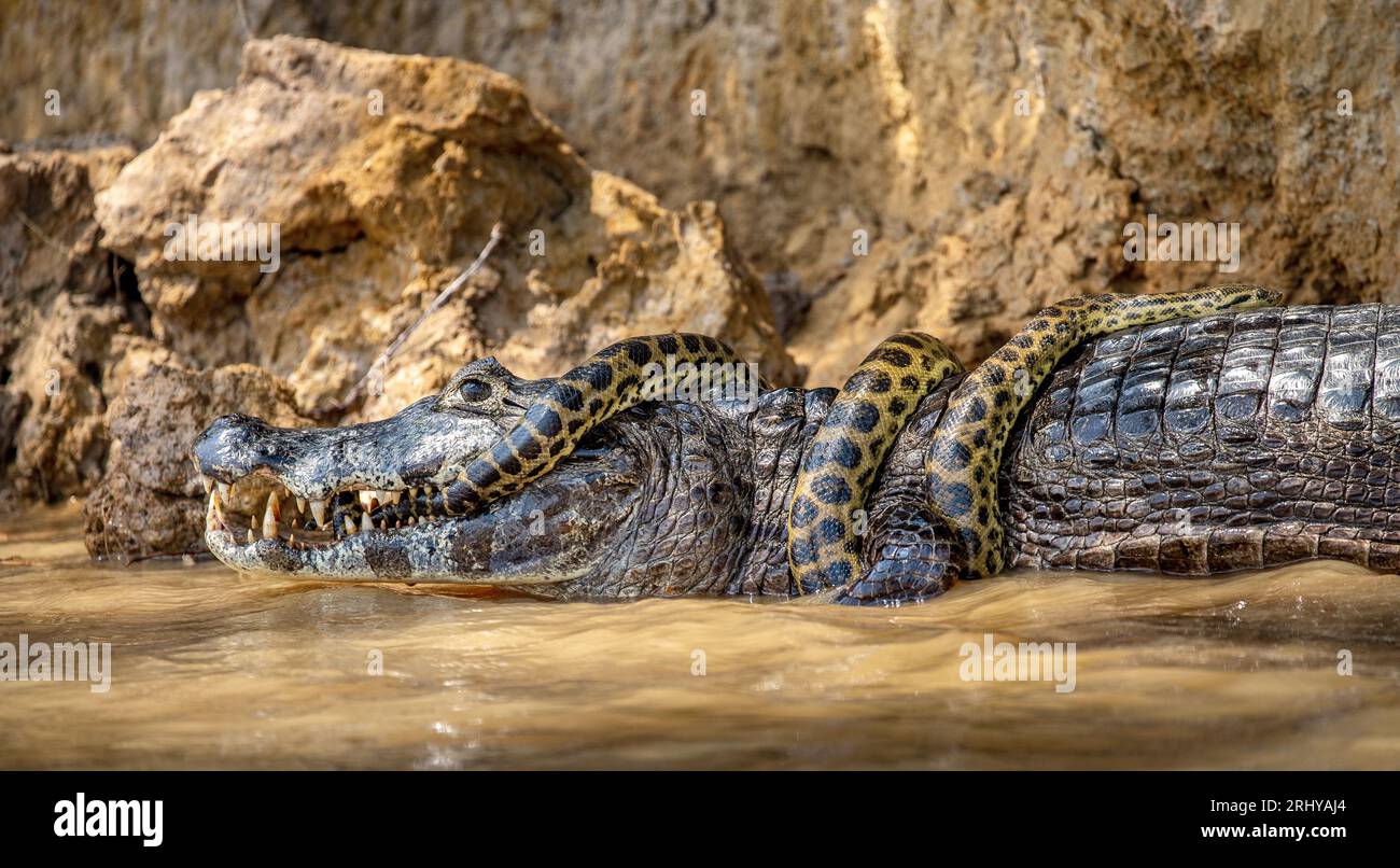Cayman (Caiman crocodylus yacare) vs Anaconda (Eunectes murinus ...