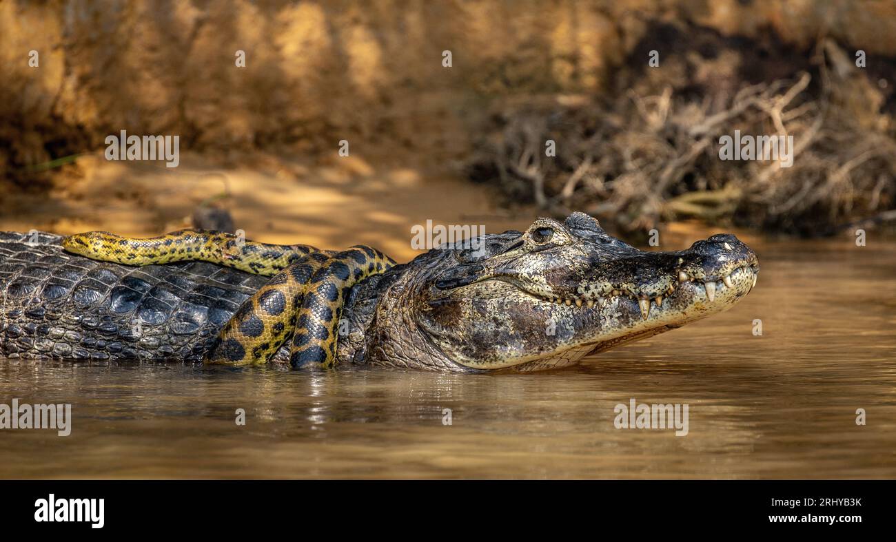 Cayman (Caiman crocodylus yacare) vs Anaconda (Eunectes murinus ...