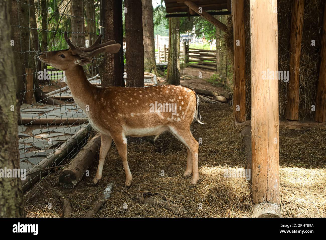 View of fallow deer on farm Stock Photo - Alamy