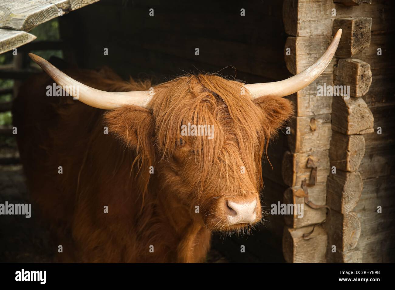 View of red cow on farm, closeup Stock Photo - Alamy