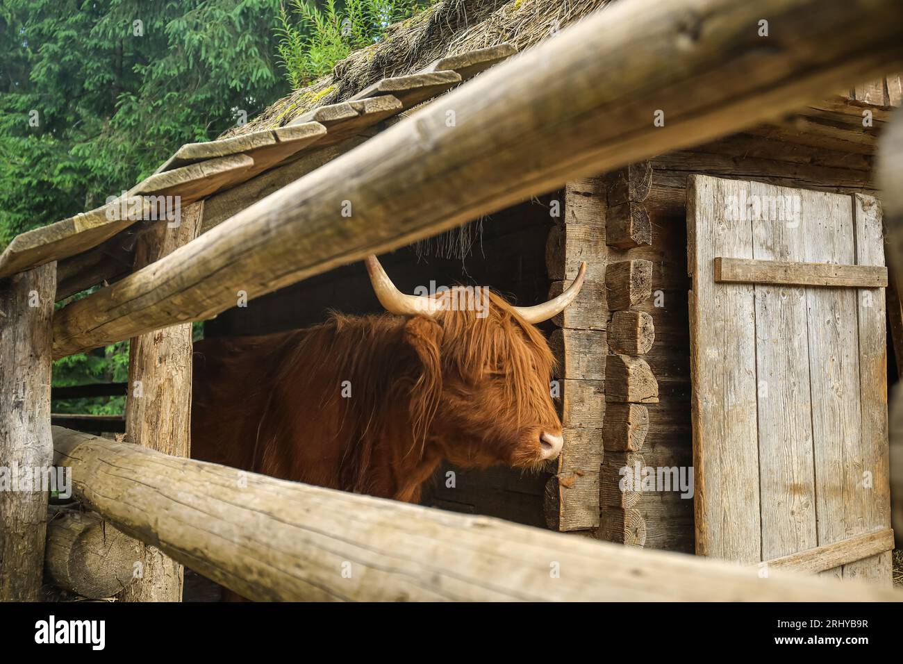 View of red cow on farm Stock Photo - Alamy