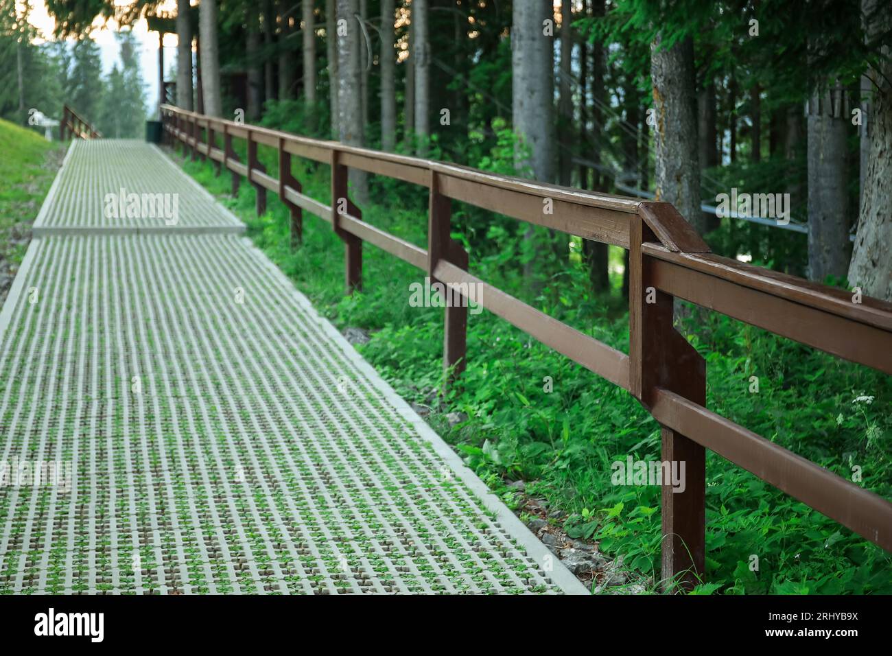 View of walkway with railing in green forest Stock Photo - Alamy