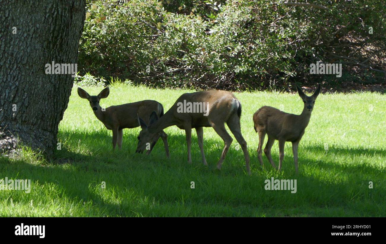 Los Angeles, California, USA 18th August 2023 Deer at Forest Lawn ...