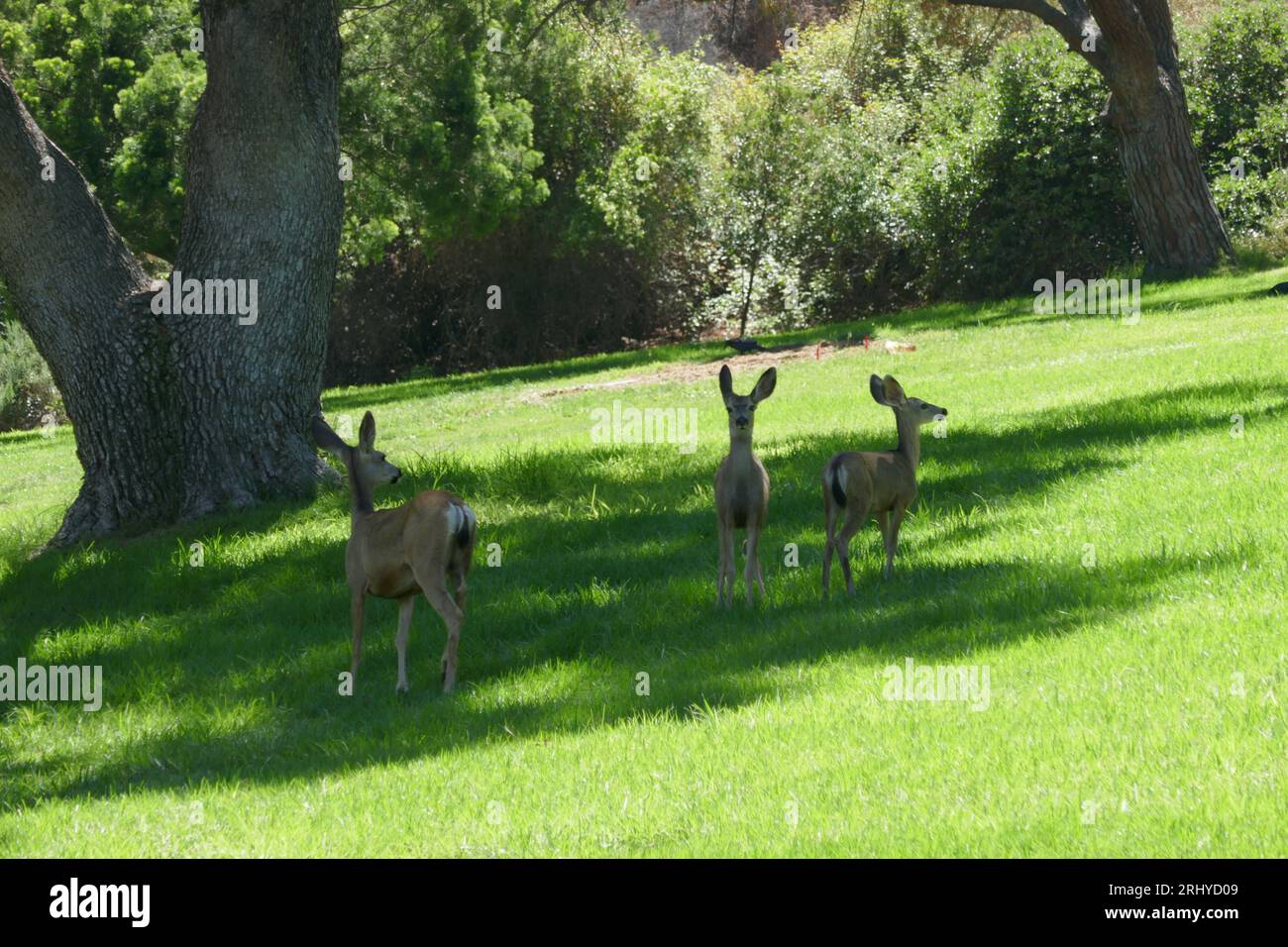 Los Angeles, California, USA 18th August 2023 Deer at Forest Lawn ...
