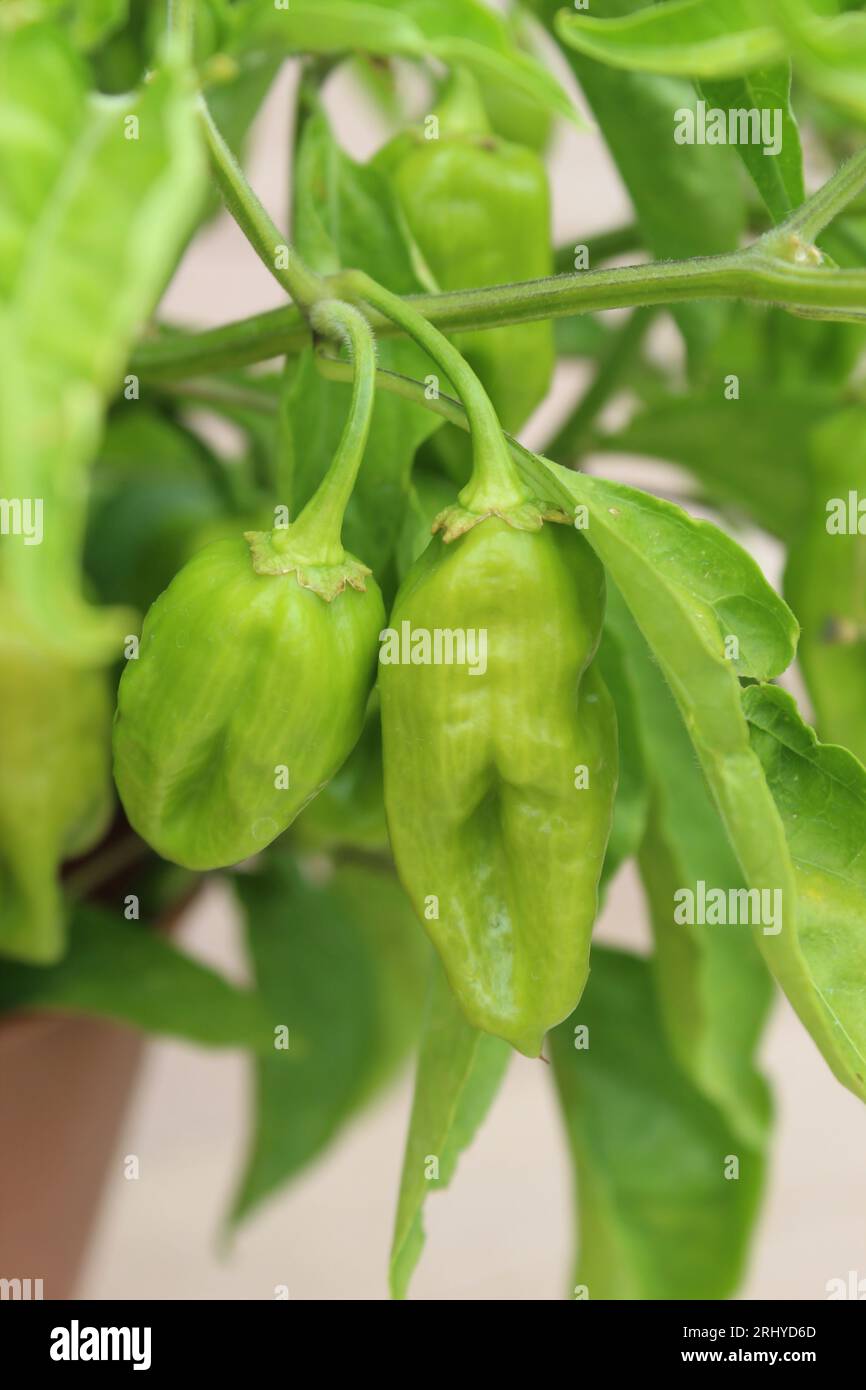 Habanero Plant with Unripened Peppers Stock Photo - Alamy