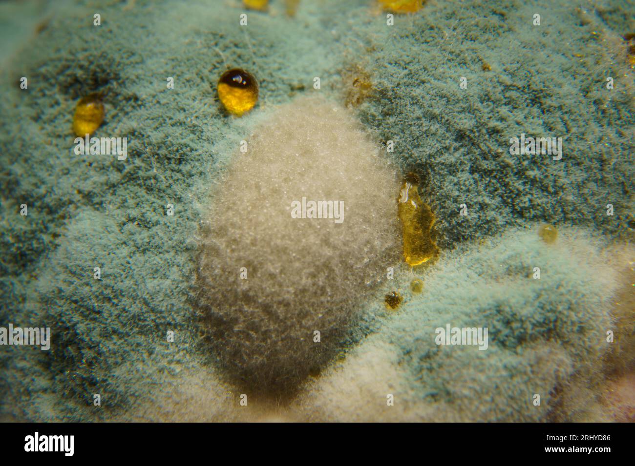 Microbiology fungi hi-res stock photography and images - Alamy