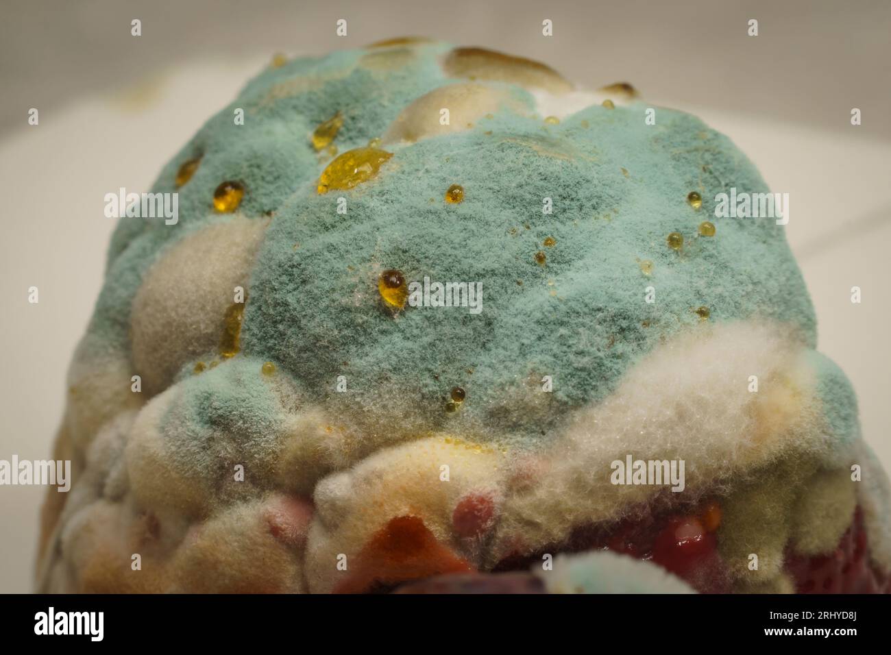 Damaged fungi hi-res stock photography and images - Alamy