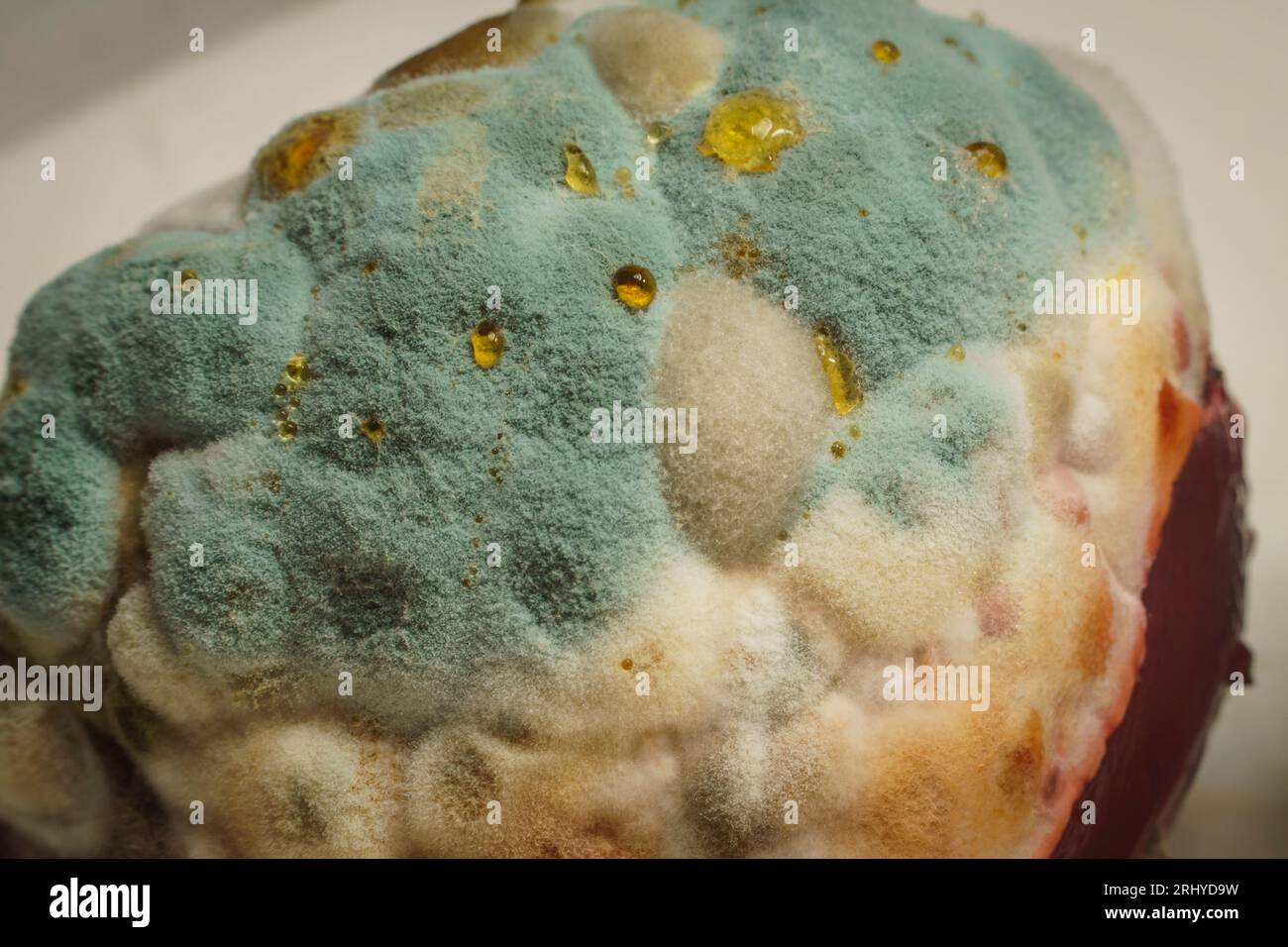 Damaged fungi hi-res stock photography and images - Alamy