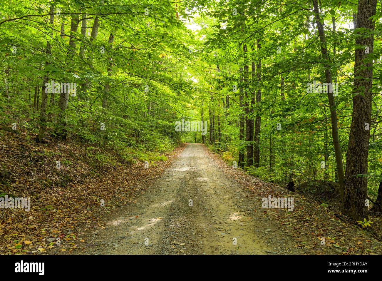 Forest Road - Bright sunlight shining through dense forest onto a ...