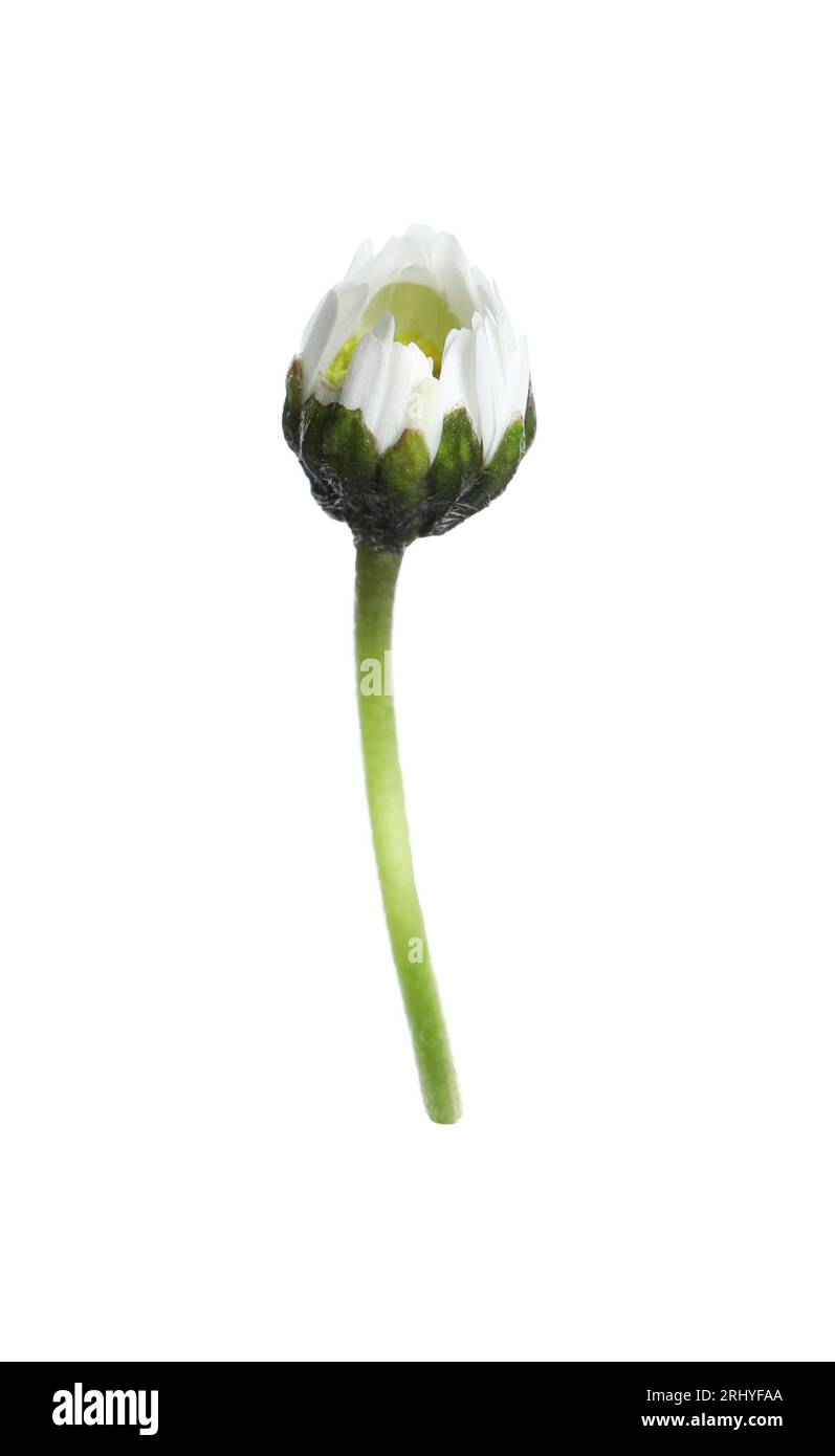 One beautiful daisy bud isolated on white Stock Photo - Alamy