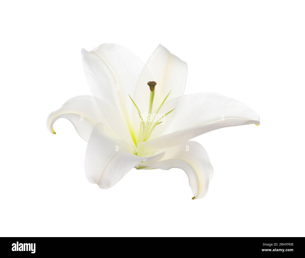 Beautiful fresh lily flower isolated on white Stock Photo - Alamy