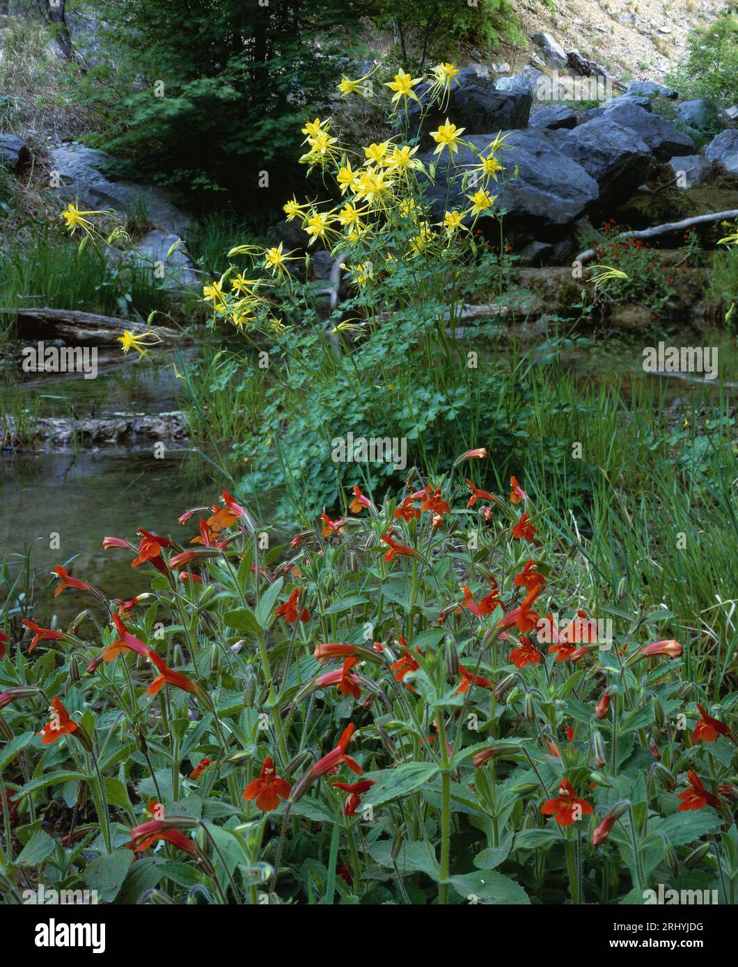 Ramsey island flowers hi-res stock photography and images - Alamy