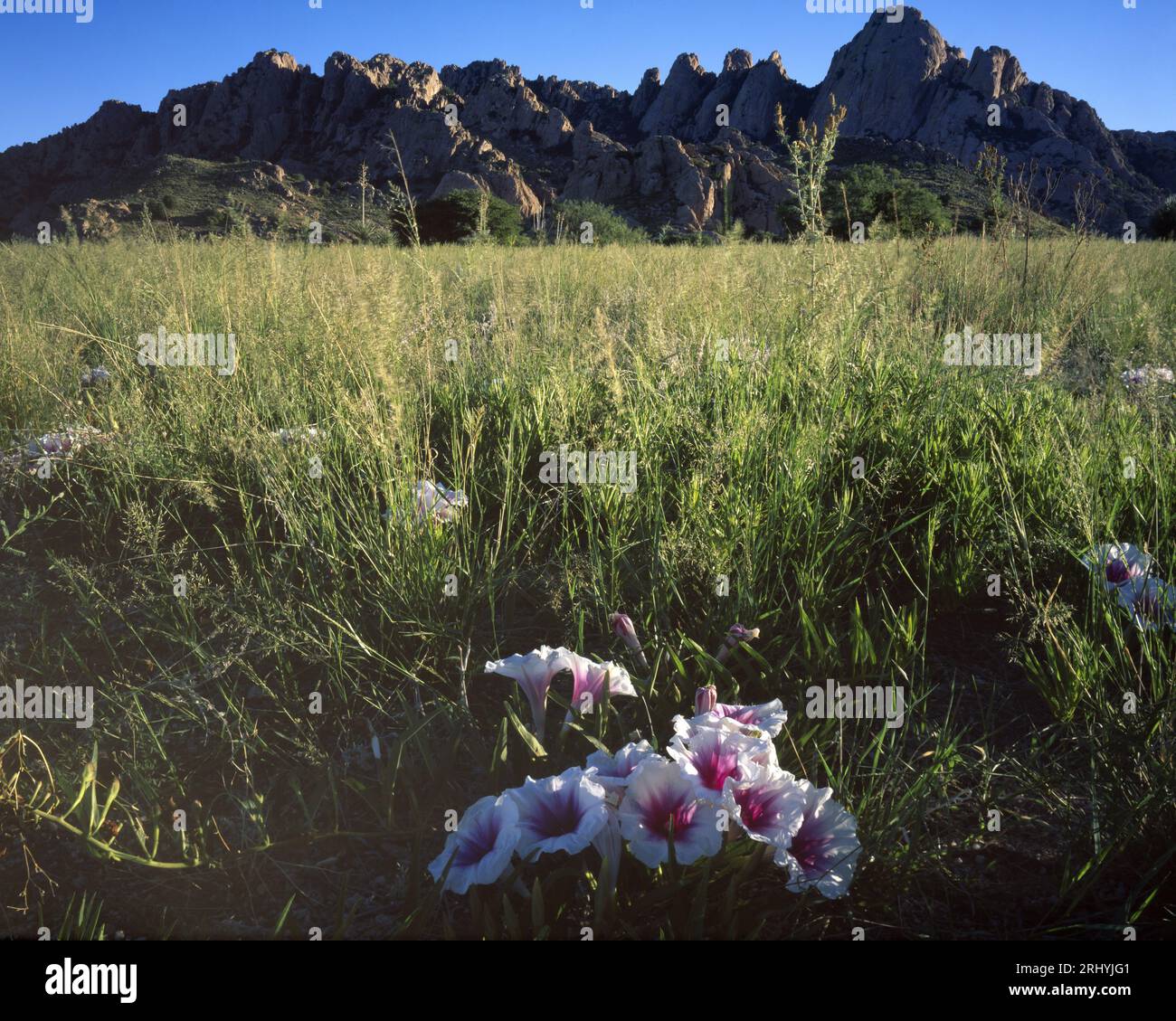 Morning Glory flowers in the Dragoon Mountains, Arizona Stock Photo - Alamy