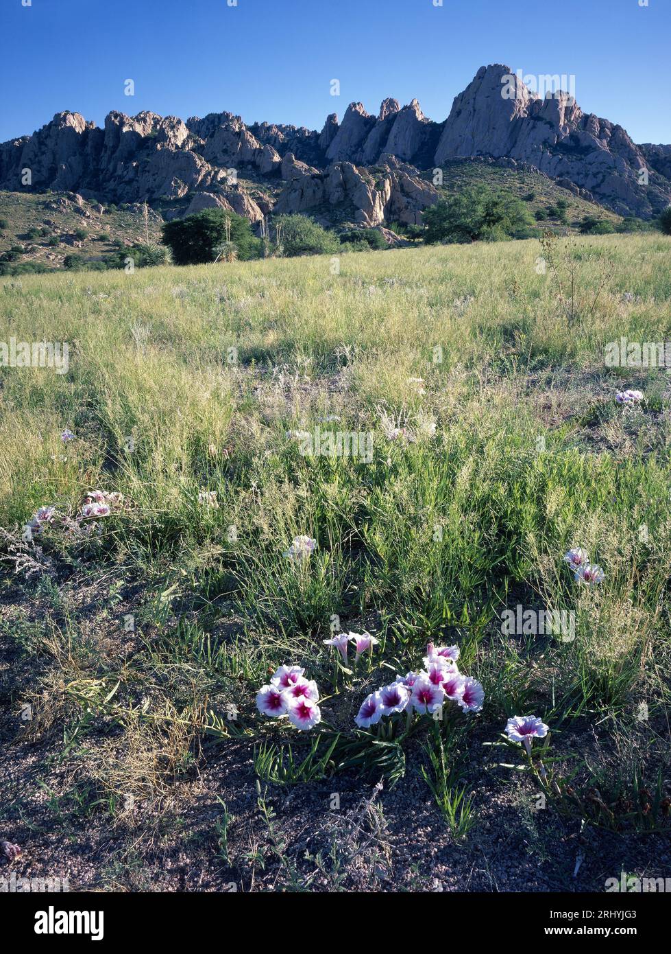 Morning Glory flowers in the Dragoon Mountains, Arizona Stock Photo - Alamy