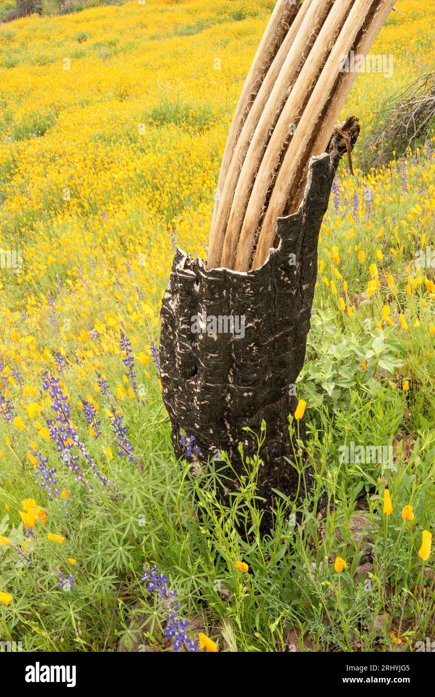 Superstition mountains flowers hi-res stock photography and images - Alamy