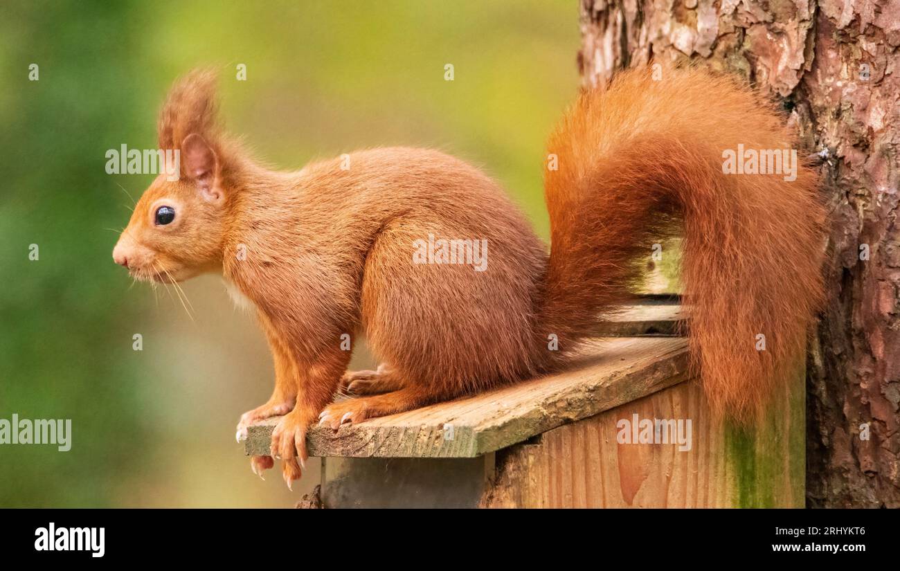 Newborough forest squirrel hi-res stock photography and images - Alamy
