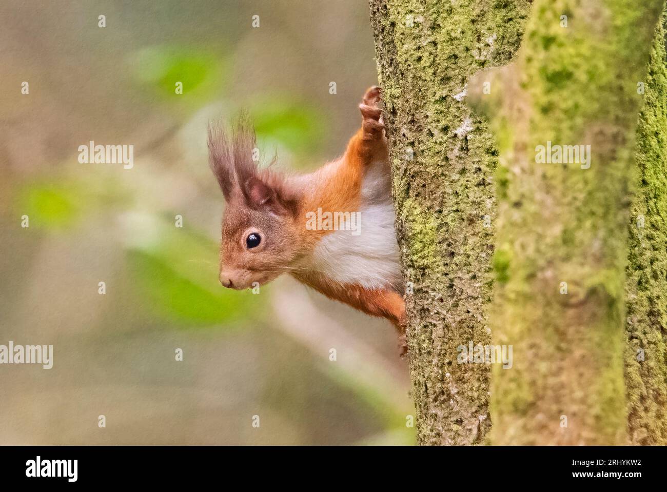 Newborough forest squirrel hi-res stock photography and images - Alamy