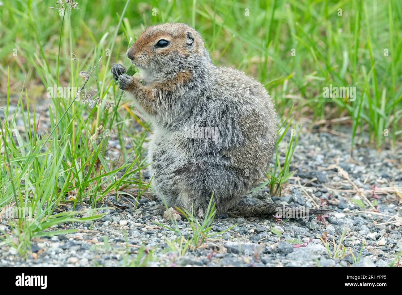 Arctic Ground Squirrel; SAlpine Alaska Stock Photo - Alamy