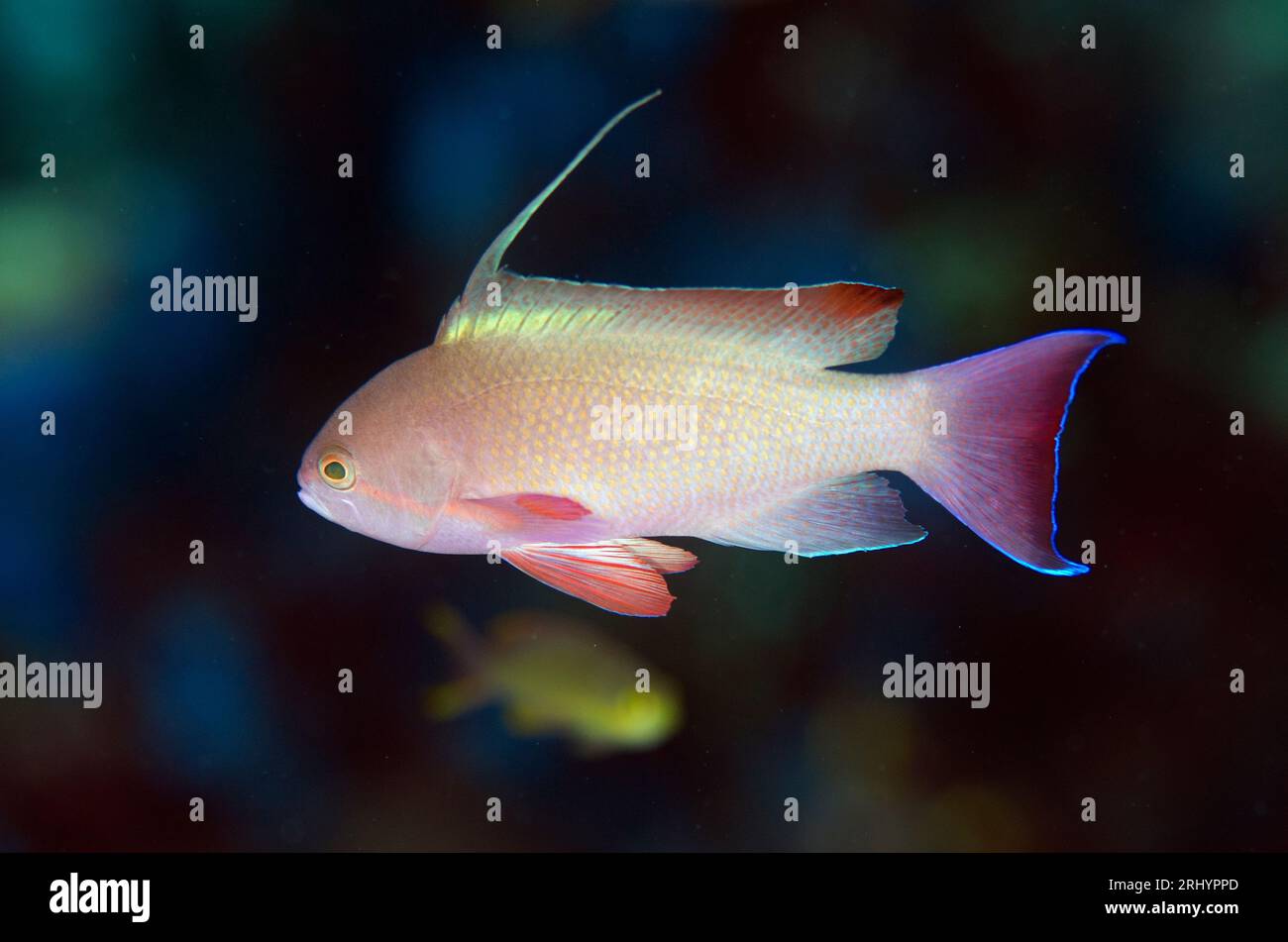 Scalefin Anthias, Pseudanthias squamipinnis, male displaying red ...