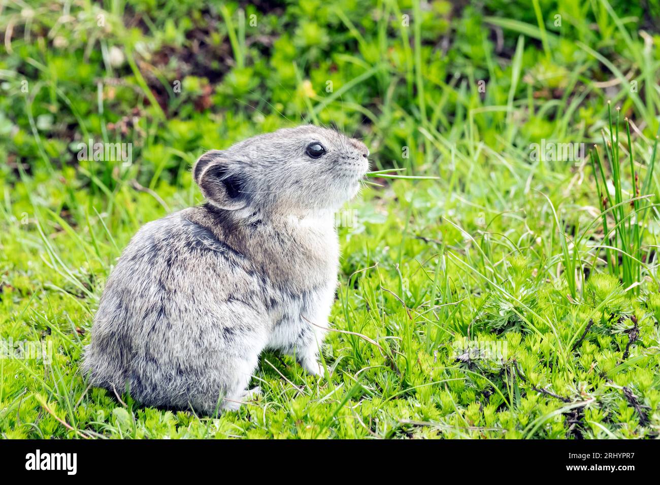 Collared Pika: Rock Coney; Alpine; Alaska Stock Photo - Alamy