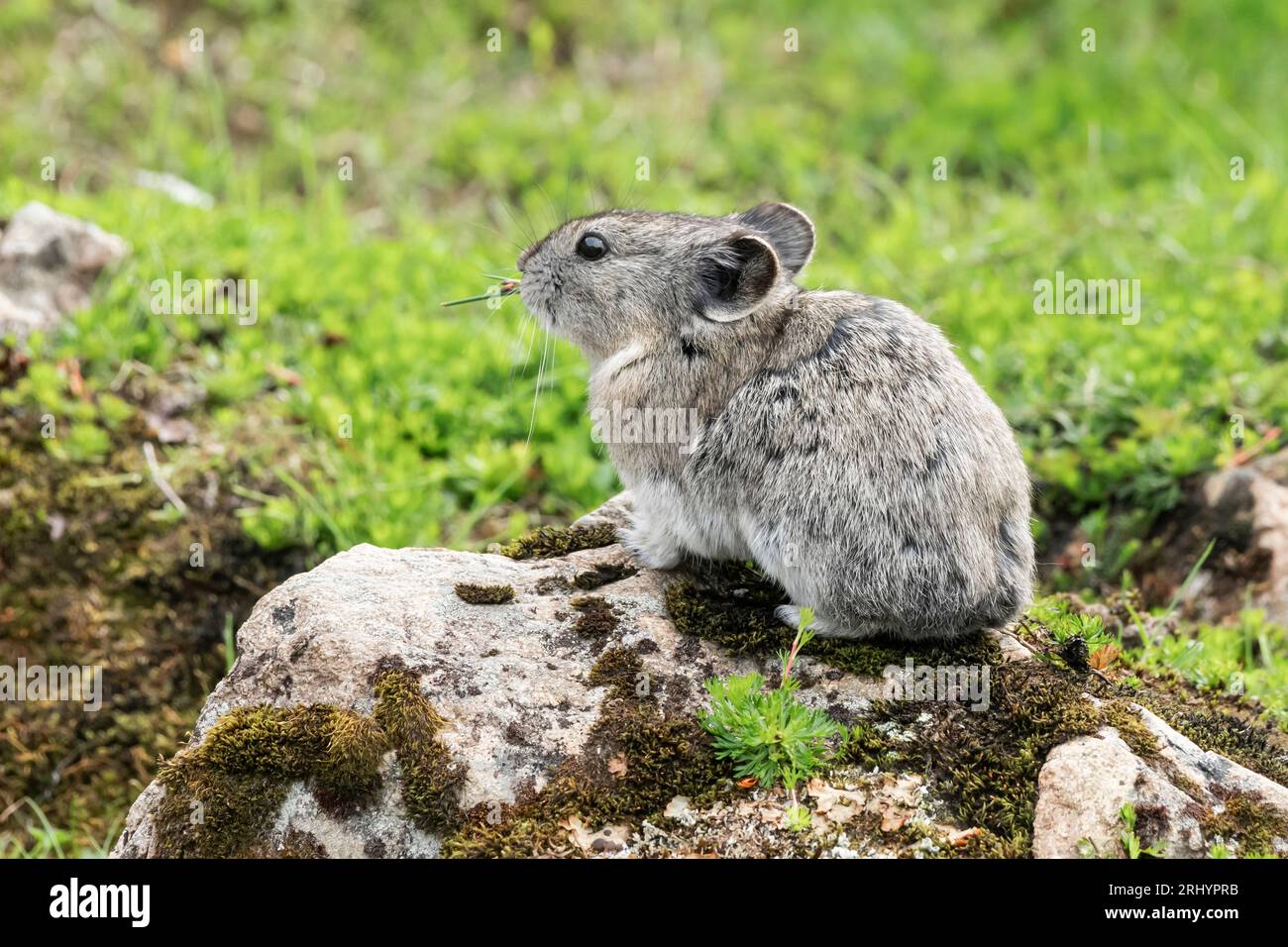 Alpine pika hi-res stock photography and images - Alamy