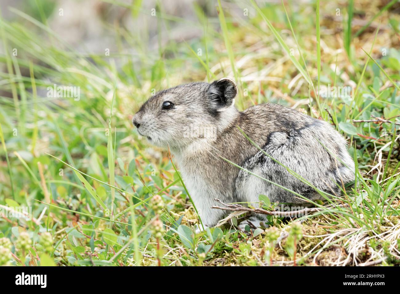 Rock coney hi-res stock photography and images - Alamy