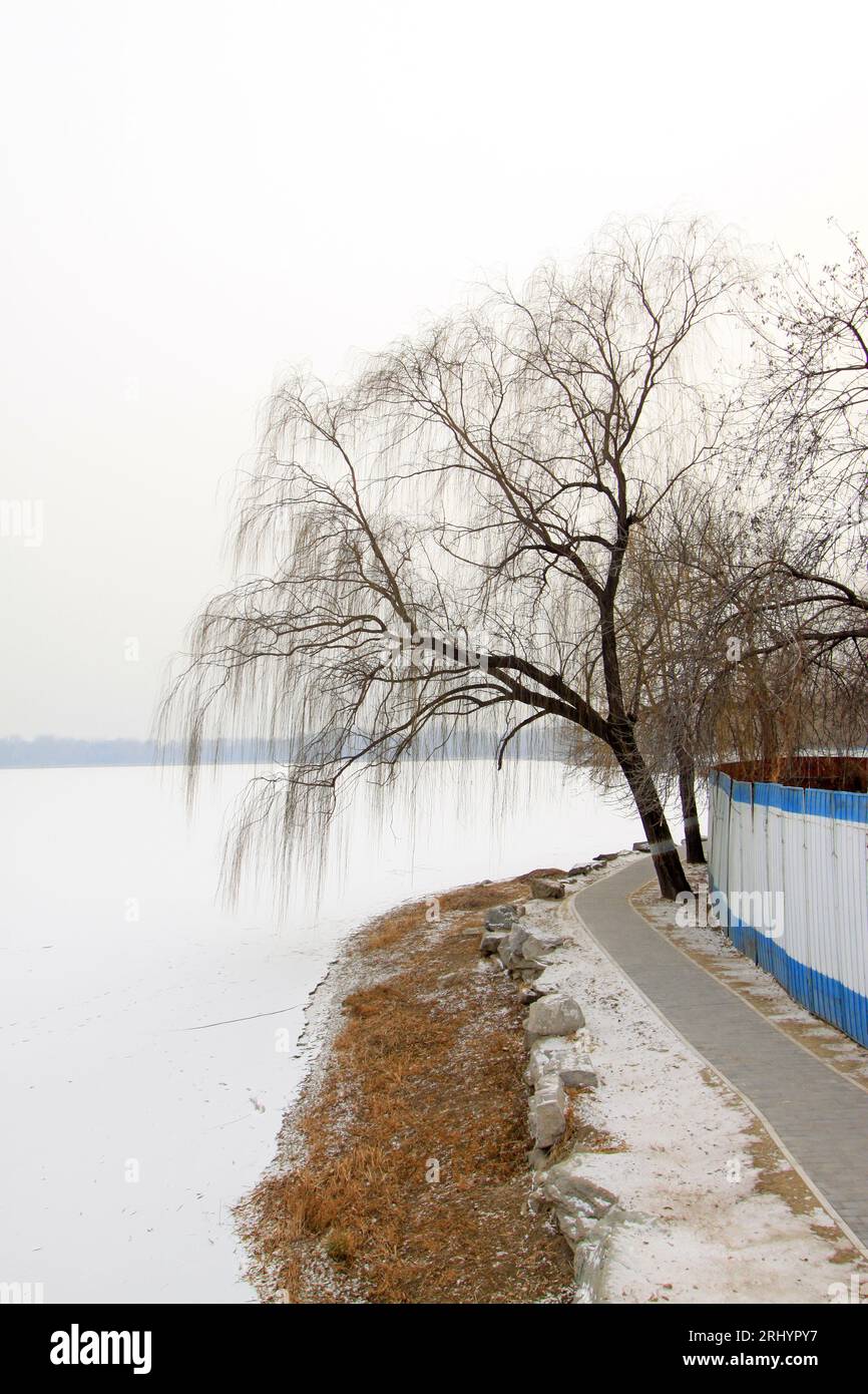 withered and yellow trees in the snow in a park Stock Photo - Alamy