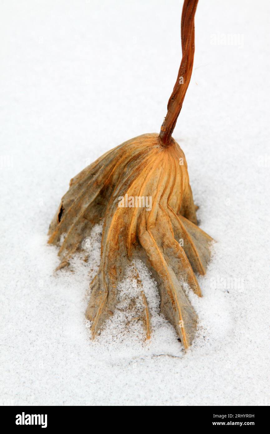 Snow leaf lotus hi-res stock photography and images - Alamy