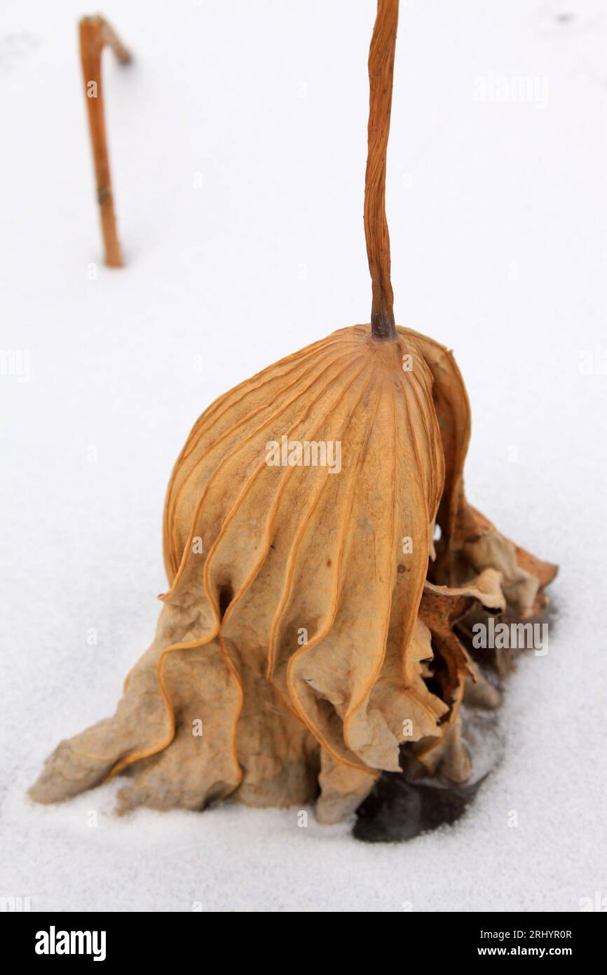 Snow leaf lotus hi-res stock photography and images - Alamy