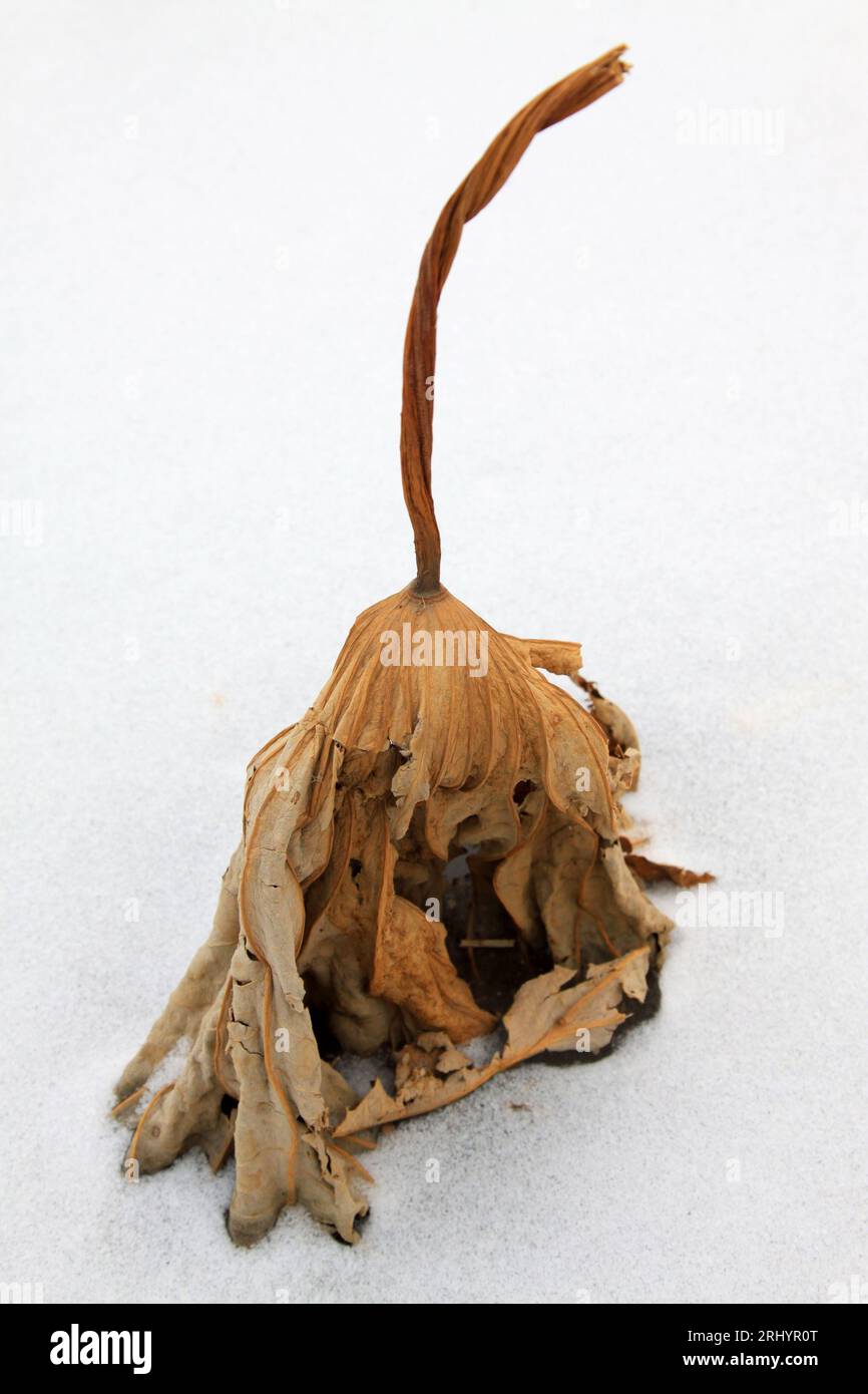 Snow leaf lotus hi-res stock photography and images - Alamy