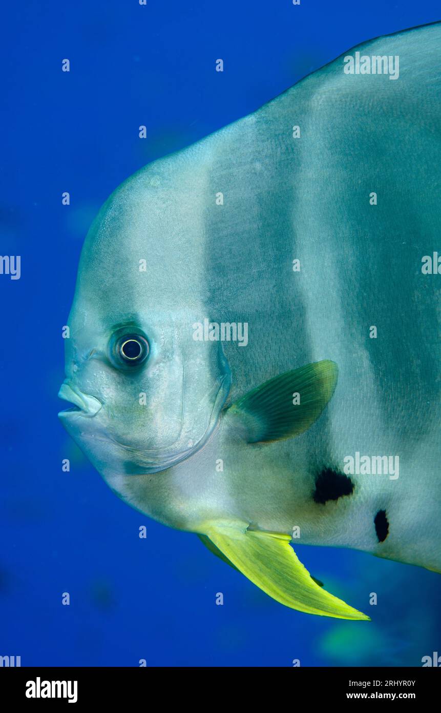 Longfin Batfish, Platax teira, Boo Rocks dive site, Boo Island, Misool ...