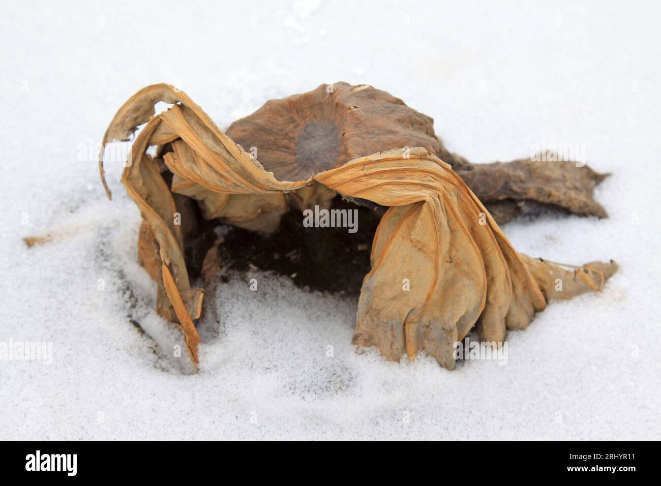 Snow leaf lotus hi-res stock photography and images - Alamy