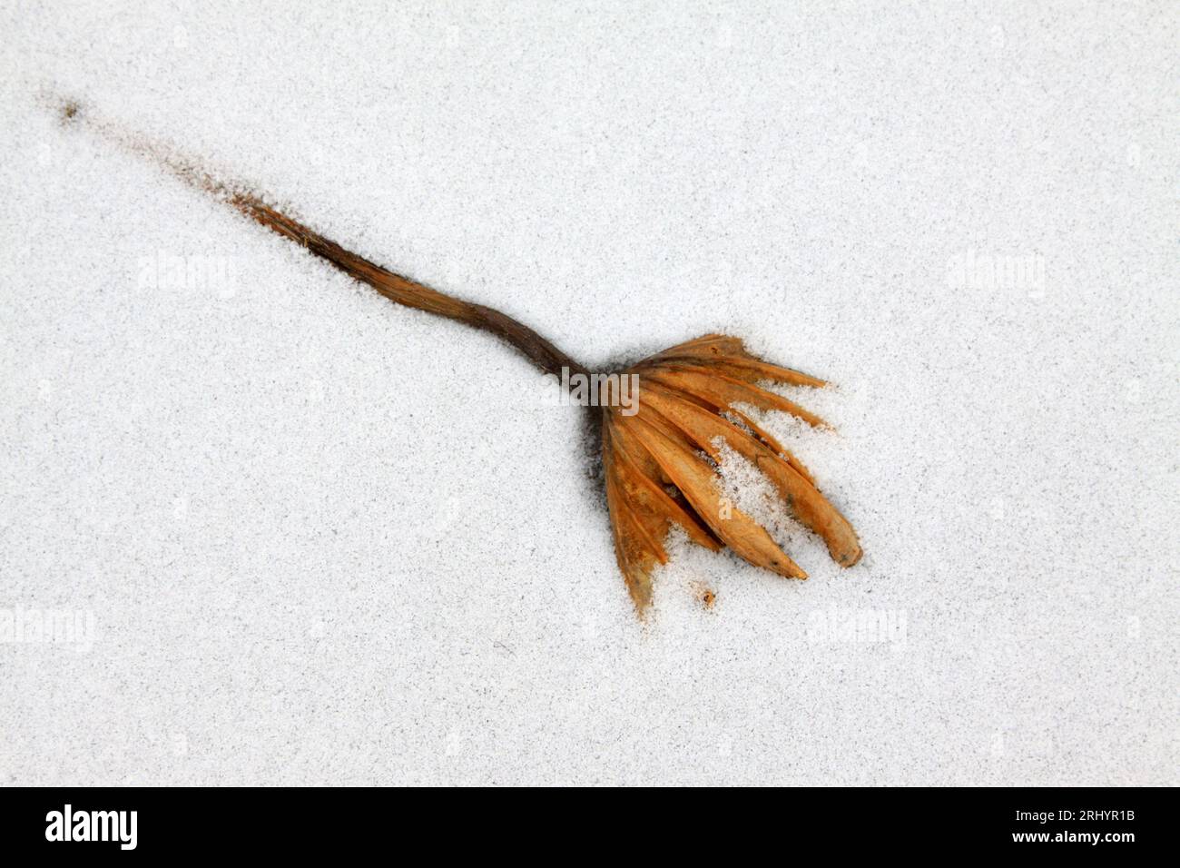 Snow leaf lotus hi-res stock photography and images - Alamy