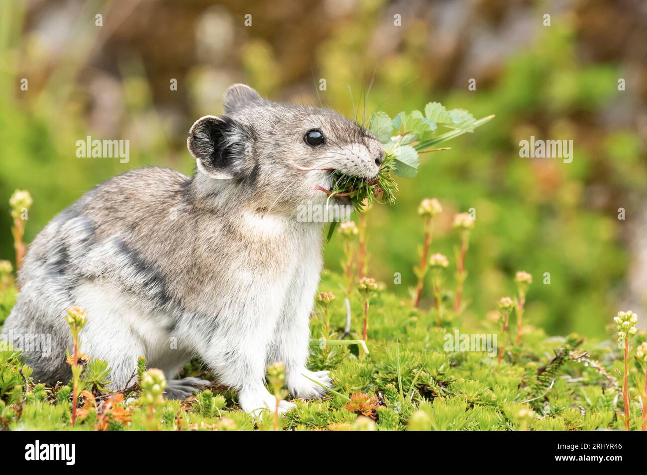 Collared Pika (Rock Cony) Gathering Plants, Alaska Stock Photo - Alamy